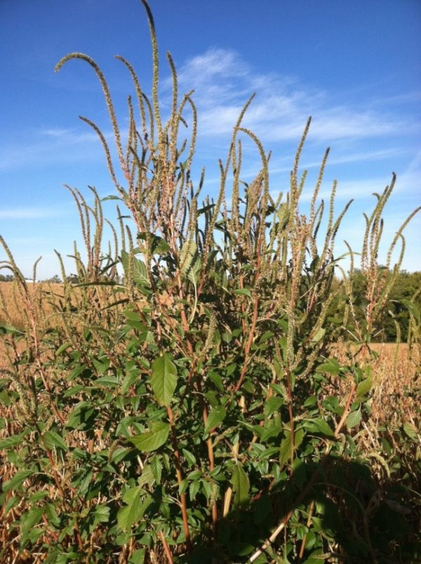 Palmer amaranth identified through the late-season weed escape survey ...