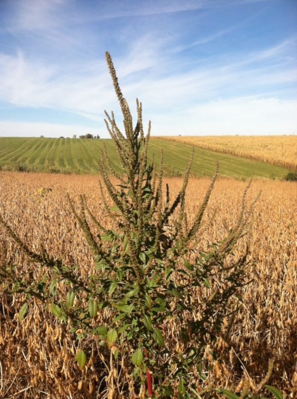 Palmer amaranth identified through the late-season weed escape survey ...
