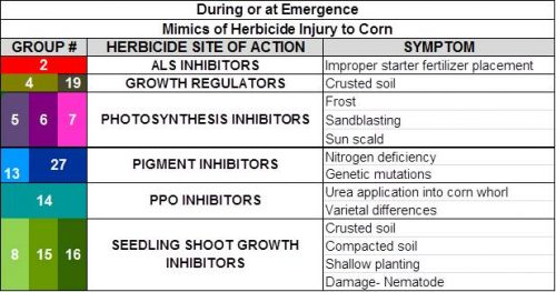 Herbicide Injury Diagnosis for Corn Seedlings at Emergence – Wisconsin ...